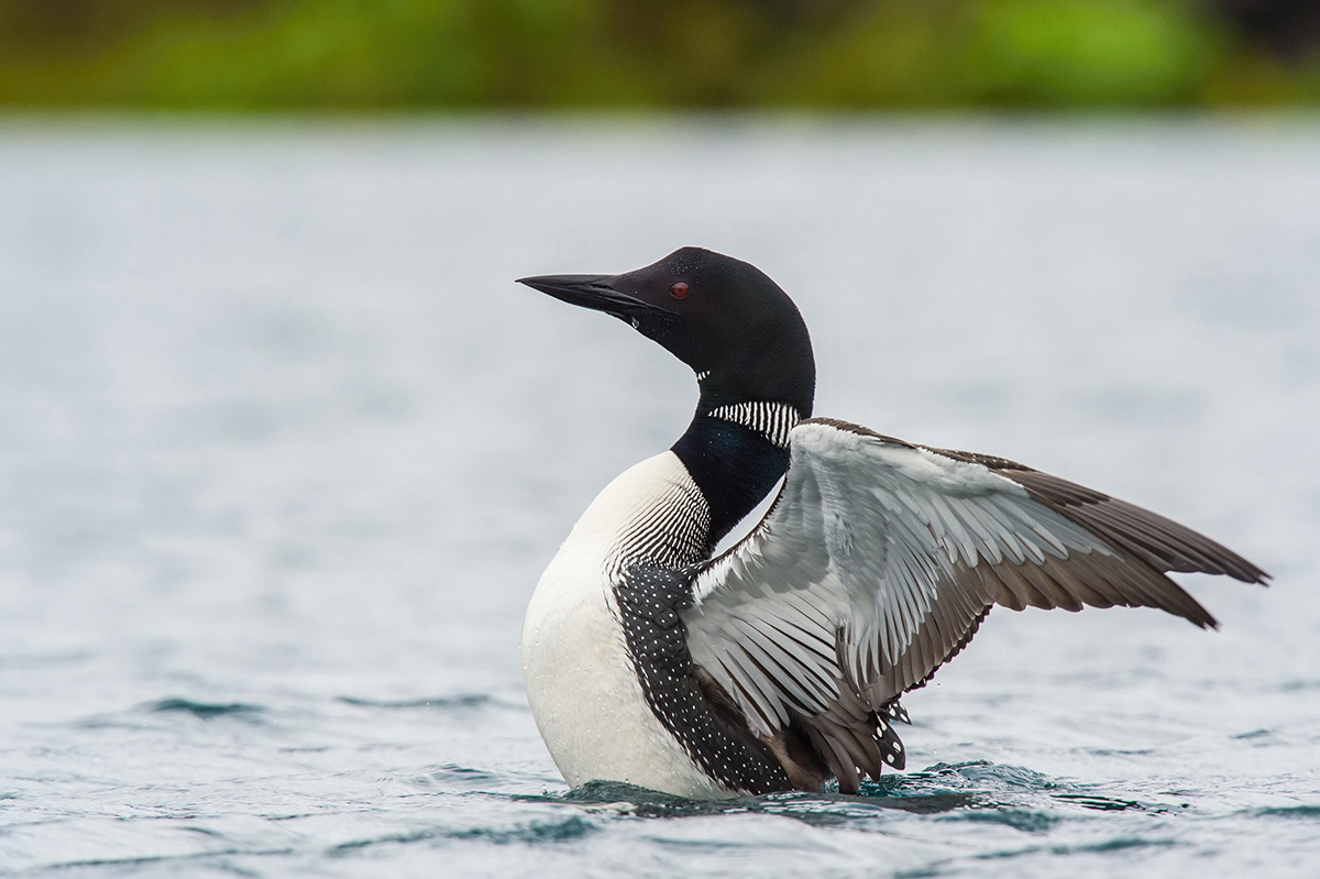 Monitoring and Survey Programs – WatchSpotter Data Collection Research Hub