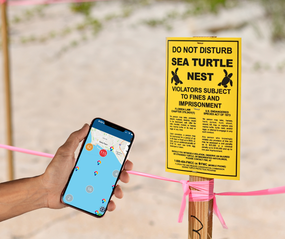 Sea Turtle Nesting Season: Enhancing Conservation with Data Collection ...